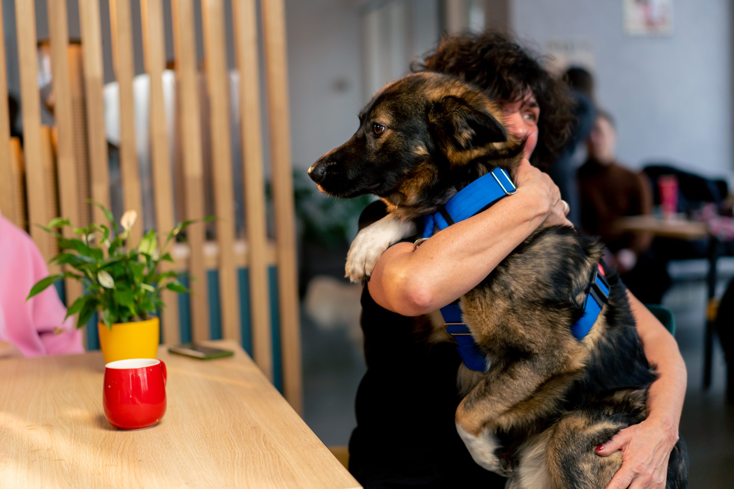 The Role of Pets in Managing Bipolar Disorder - Dakota Bipolar ...